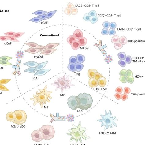 New Resolution Of Immune Cell Clusters Revealed By Scrna Seq With The