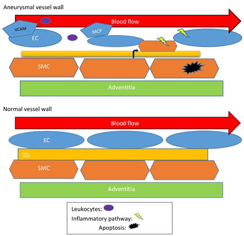 从2d到3d共培养系统：研究神经细胞相互作用的共培养模型 仿血流多细胞动态共培养系统 共培养实验 动态细胞共培养 共培养体系