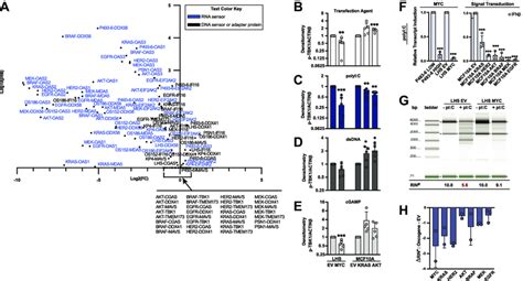 Oncogenes Disproportionately Downregulate Dsrna Sensing Compared To Download Scientific Diagram