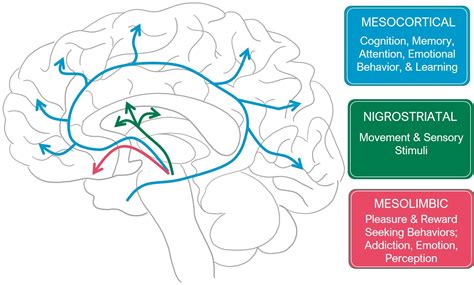 Exams And Me Bath Salts And Mesolimbic Pathway