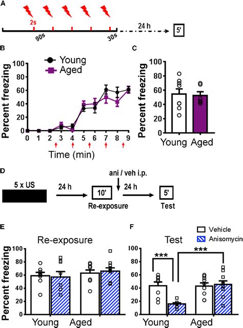 Figure 1 From Multi Input Synapses But Not Ltp Strengthened Synapses Correlate With