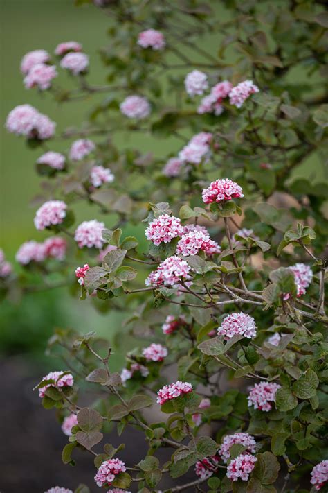 Viburnum The Best Viburnum To Grow And When To Prune Gardens Illustrated