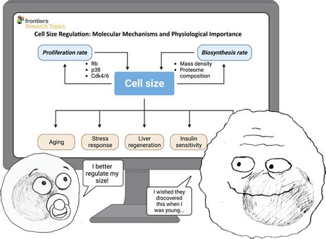 Frontiers Editorial Cell Size Regulation Molecular Mechanisms And Physiological Importance