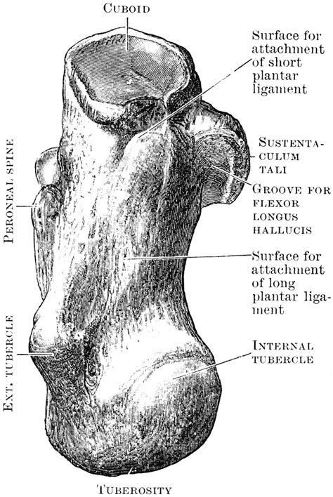 Os Calcis Viewed From Below Clipart Etc