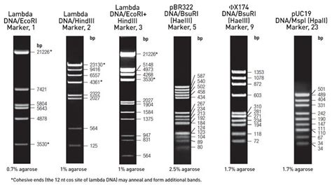 Lambda Phage And Plasmid Dna Markers