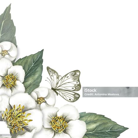 재스민 꽃이 있는 액자 나비와 함께 향기로운 향기로운 흰 꽃 손으로 그린 수채화 그림입니다 포장 인사말 및 초대장 및 라벨용 현수막 전단지의 경우 0명에 대한 스톡 벡터