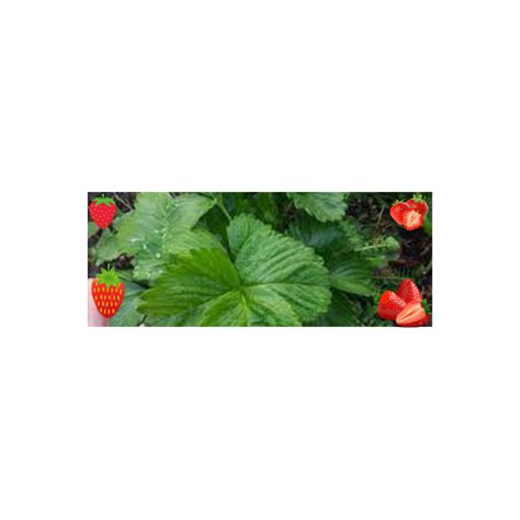 Strawberry Leaf Kaggle