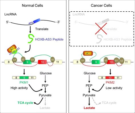 Rna分子结构示意图 D和r的简图 R的单链示意图 第9页 大山谷图库