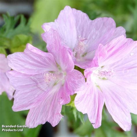 Malva Moschata Rosea Dobies