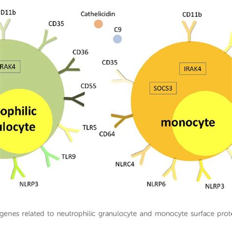 Histopathological Features Of The Vermiform Appendix 40 A Normal Download Scientific