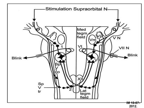 Blink Reflex Nerve Conduction Velocity Test Pptx Brain And Nervous