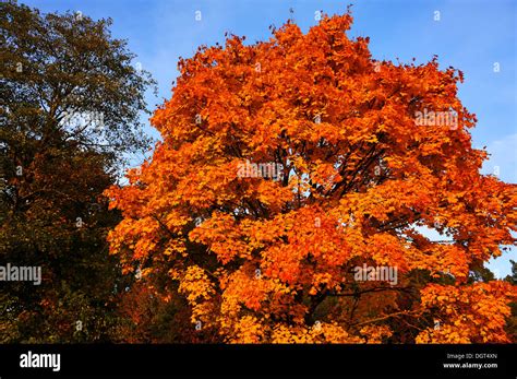 Norway Maple In Full Autumn Colours R