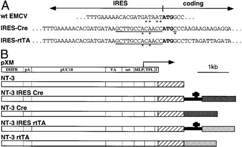 A Sequence Comparison Of Wild Type Emcv Ires And The Junctions Download Scientific Diagram