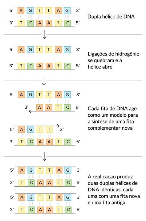 Estrutura Do Modelo De Dna