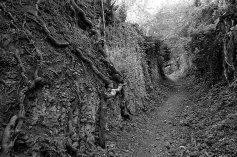 根 路径 Pixabay上的免费照片