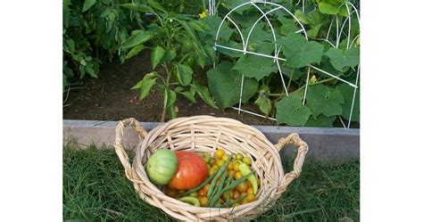 Берете редовно пръскайте внимателно Български Фермер