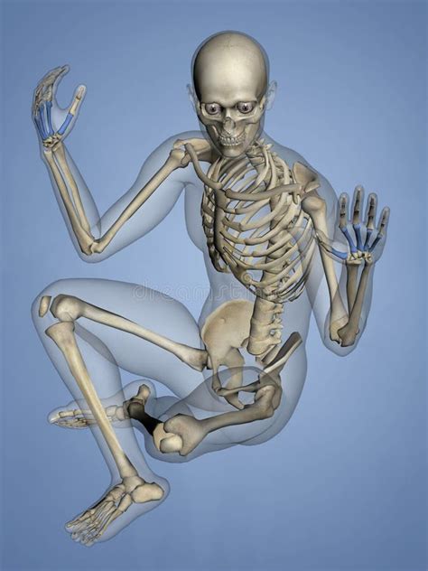 Metacarpo Scheletro Umano Modello 3d Illustrazione Di Stock Illustrazione Di Ossa Umano