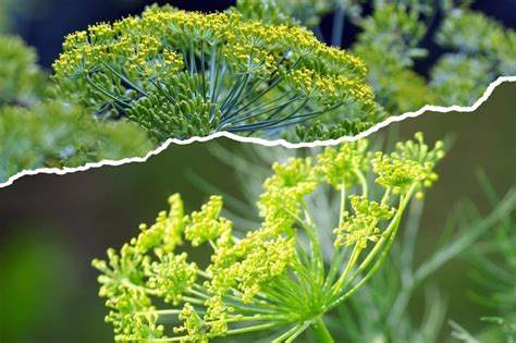 Городники розповіли як сіяти кріп влітку щоб врожай був величезним