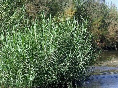 Arundo Donax