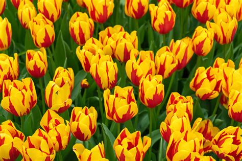 네덜란드의 들판에서 노란 튤립꽃의 마법 같은 풍경 꽃 배경입니다 관광객에 대한 스톡 사진 및 기타 이미지 관광객 꽃 나무 꽃 식물 Istock