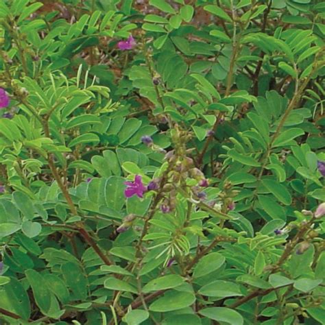 Coastal Daisy Bush Olearia Axillaris Plant Care And How To Grow Water