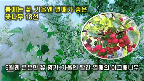 봄에는 꽃이 피고 가을엔 열매가 좋은 정원에 심고 싶은 꽃나무 18선 Youtube