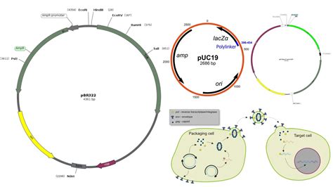 Primer Definition Primer Design Types Online Tools Uses Biology Notes Online