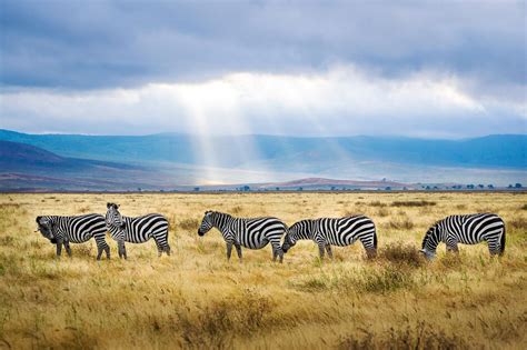 Tanzania Discover The Wonders Of Tanzania — 2026 Travel Guide