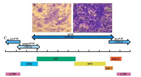 Bovine Foamy Virus Bfv Isolation And Primer Design For Full Length