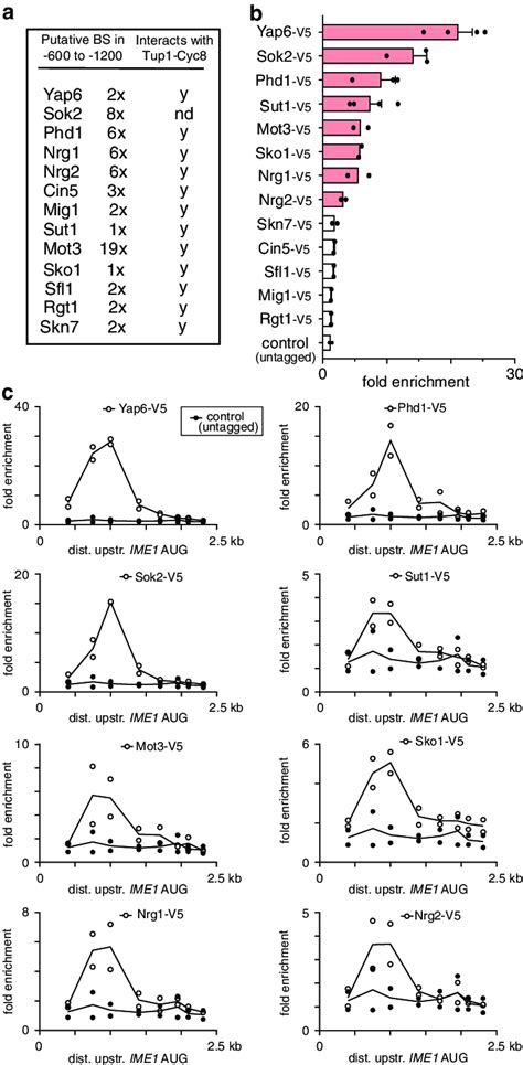 Multiple Tup1 Cyc8 Interacting Tfs Associate With The Ime1 Promoter A
