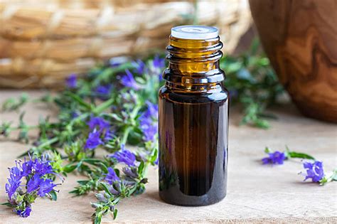 Essential Oil Of Hyssop Isolated Odor Recovery Vector Isolated Odor