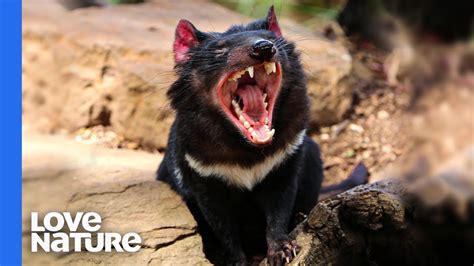 Tasmanian Devil Fighting Devils Eating 2 Devils Fighting And Eating