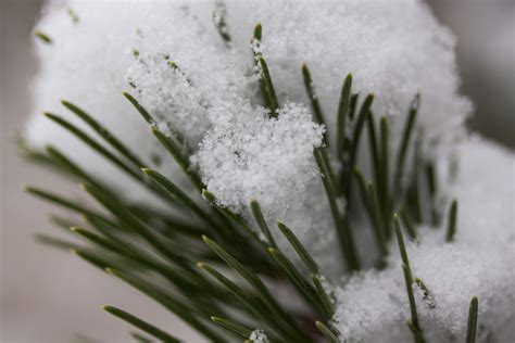 무료 이미지 잔디 분기 눈 겨울 서리 녹색 날씨 식물학 플로라 작은 가지 닫다 바늘 뉴질랜드 동결 매크로 사진 솔잎 소나무 온실 꽃 피는