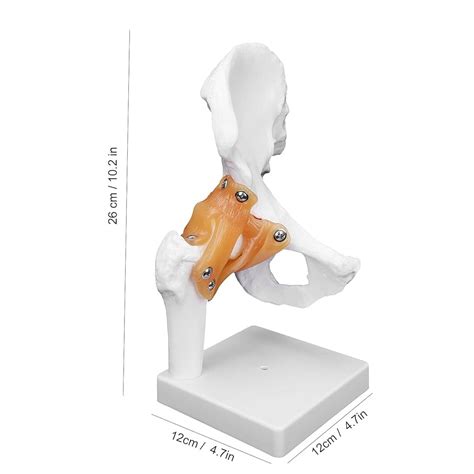 Flexible Hip Joint With Ligaments Realistic Human Hip Joint Model With