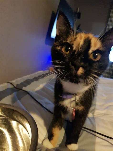 I Just Noticed My Cat Is Nearly Npbhs Colours R Npbhs