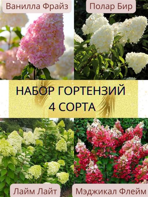 Набор саженцев метельчатых гортензий 4 шт – купить с доставкой по ...
