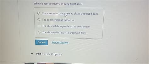 Solved Which Is Representative Of Early Prophasechromosomes