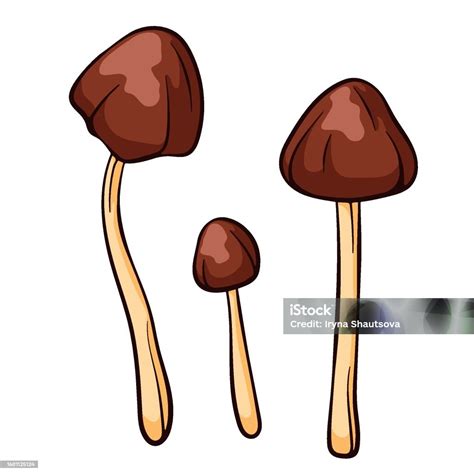 만화 스타일의 Conocybe Filaris 먹을 수없는 버섯 유독 한 음식 스케치 흰색 배경에 분리된 벡터 그림입니다 치명적인 곰팡이 Pholiotina Rugosa