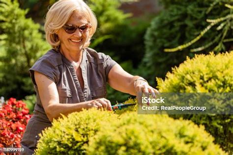 정원 일을하고 트리밍 지점을 절단 선임 여성 정원에서 활동적인 시니어 여성 관목에 대한 스톡 사진 및 기타 이미지 관목 긍정적인 감정 표현 꽃 나무 Istock