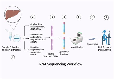 Rna Sequencing Workflow With Steps Biorender Science Templates