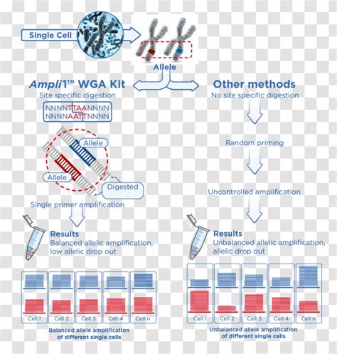 Dna Sequencing Single Nucleotide Polymorphism Next Generation Microsatellite Comparative