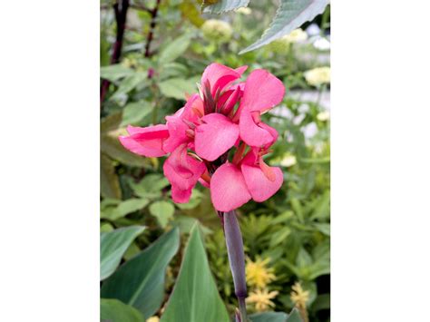 Dosna Empire 1 Ks Jahodárna Brozany