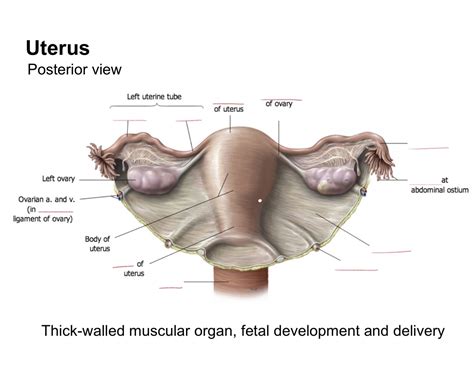 Posterior View Of Uterus Quiz