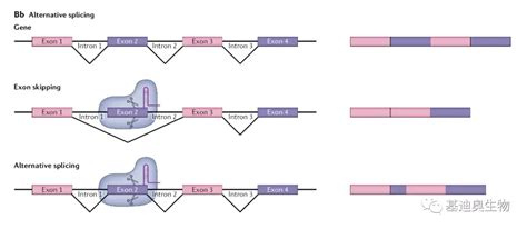 Ai教程如何绘制好看的基因结构示意图？ 知乎