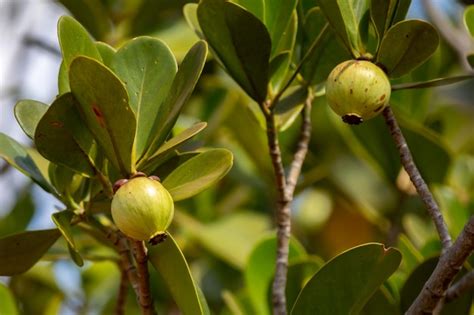 Macadamia Tree Images Free Download On Freepik