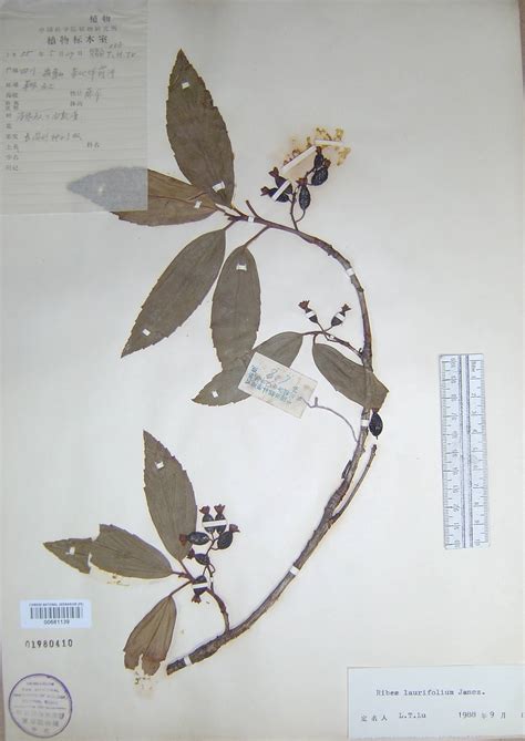 桂叶茶藨子图册 360百科