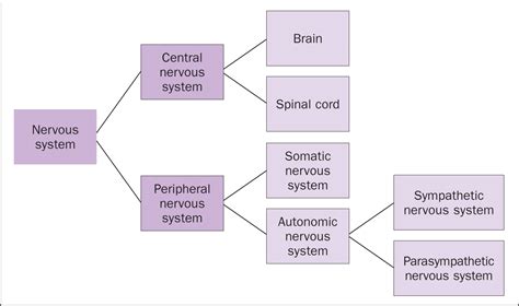 Nervous System Diseases And Disorders