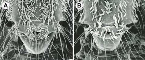 Two Forms Of The Mosquito Scutellum Stm A Trilobed Scutellum Of