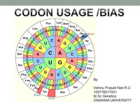 Codon Usage Bias Pptx