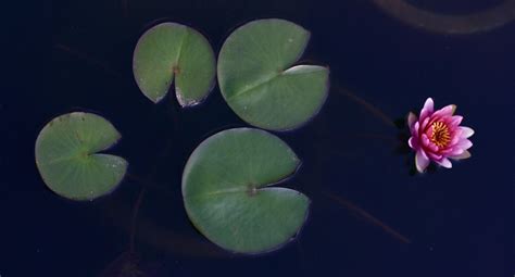 백합 꽃 자연 블 Pixabay의 무료 사진